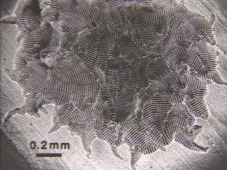 Carl R. Woese - National Science and Technology Medals Foundation