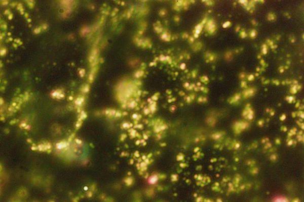 Mostafa A. El-Sayed - National Science and Technology Medals Foundation